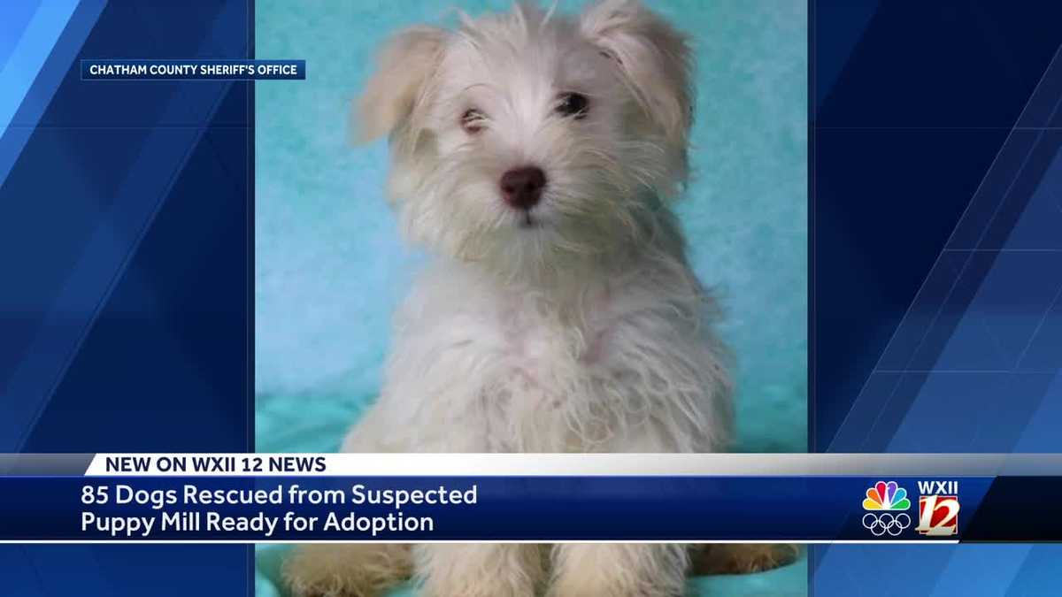 North Carolina: 85 dogs rescued from puppy mill up for adoption; some ...