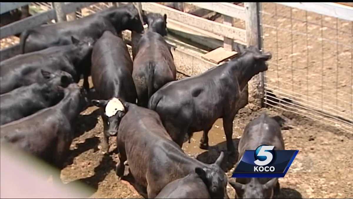 Driver stranded in Oklahoma after truck carrying 62 heads of cattle was ...