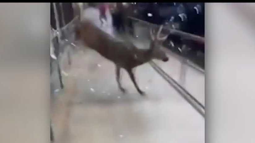 Caught on camera: Deer crashes through Stillwater store’s window
