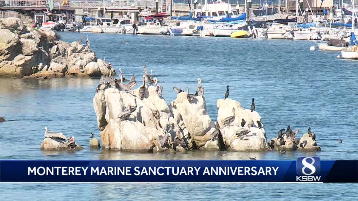 National Marine Sanctuary system celebrates 50 years of protecting ...