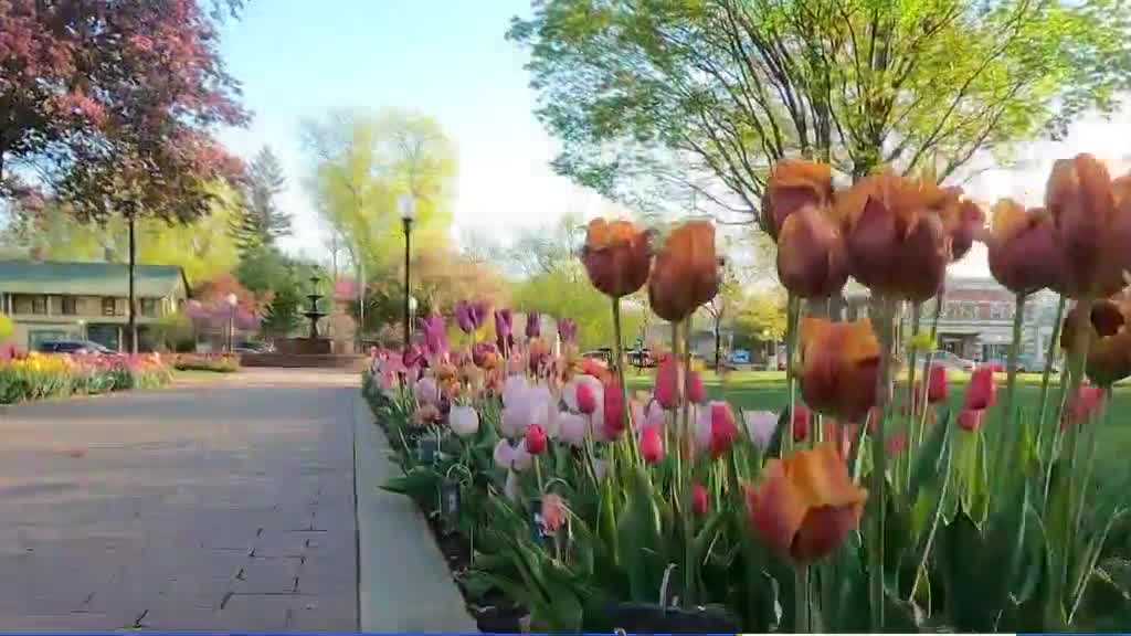 Pella's Tulip Time gets new addition for 2024: wooden tulips