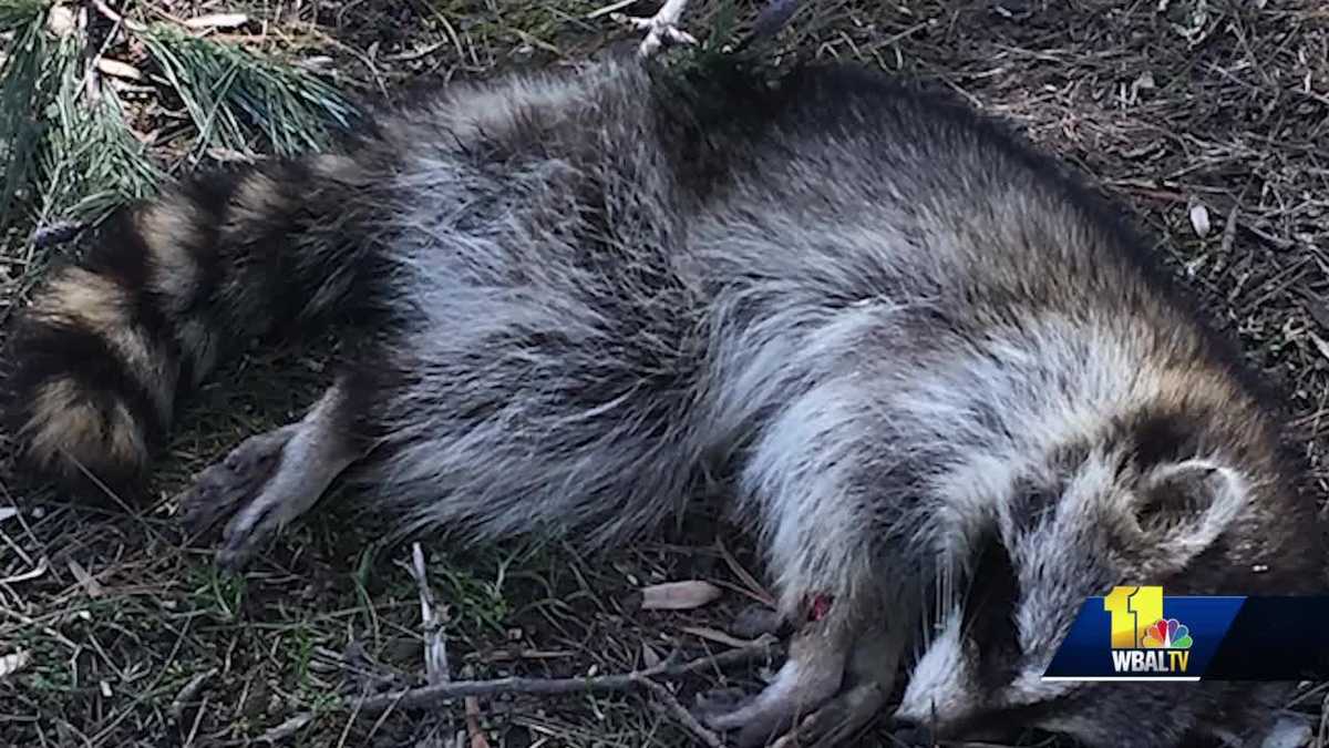 Woman recounts attack by raccoon infected with rabies