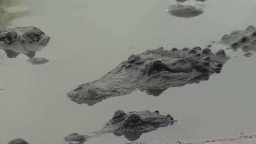 Study links most alligator attacks to risky human behavior