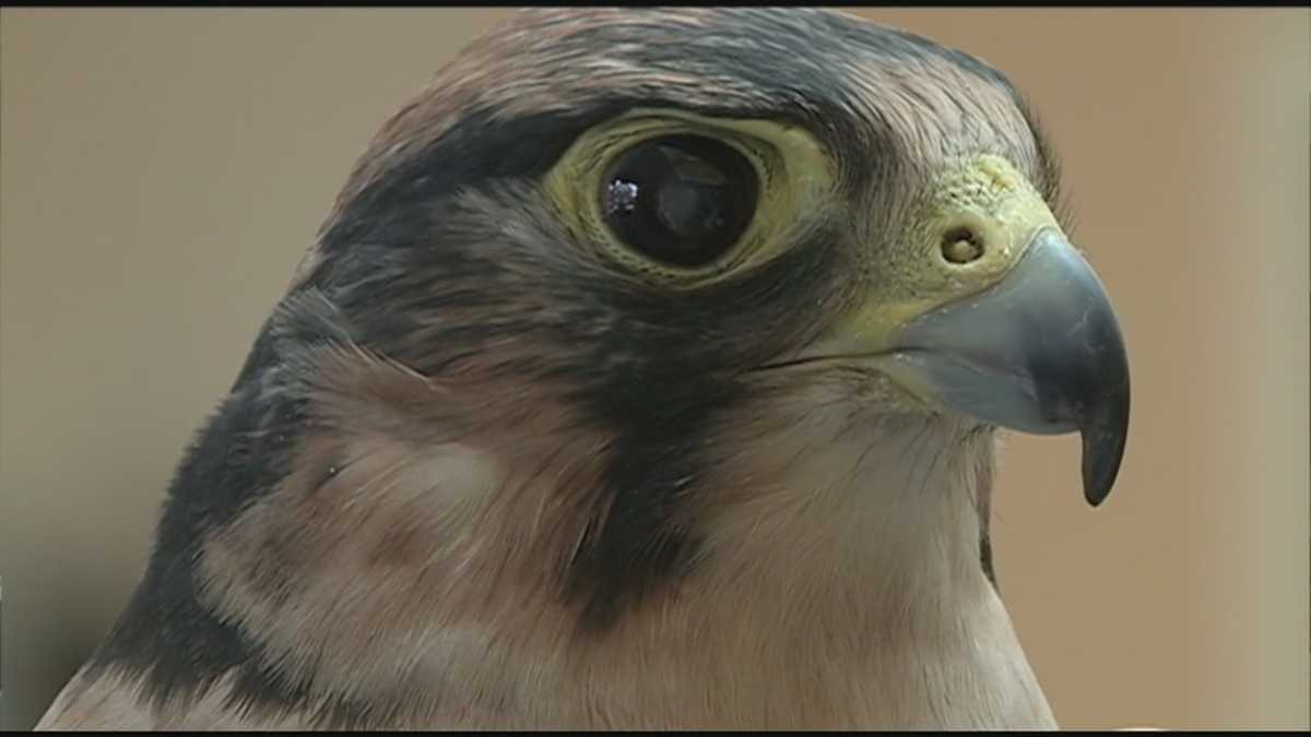 Blind falcon undergoes landmark eye surgery in New Hampshire