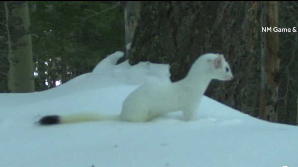 Celebrate New Mexico: New Mexico's Wildlife