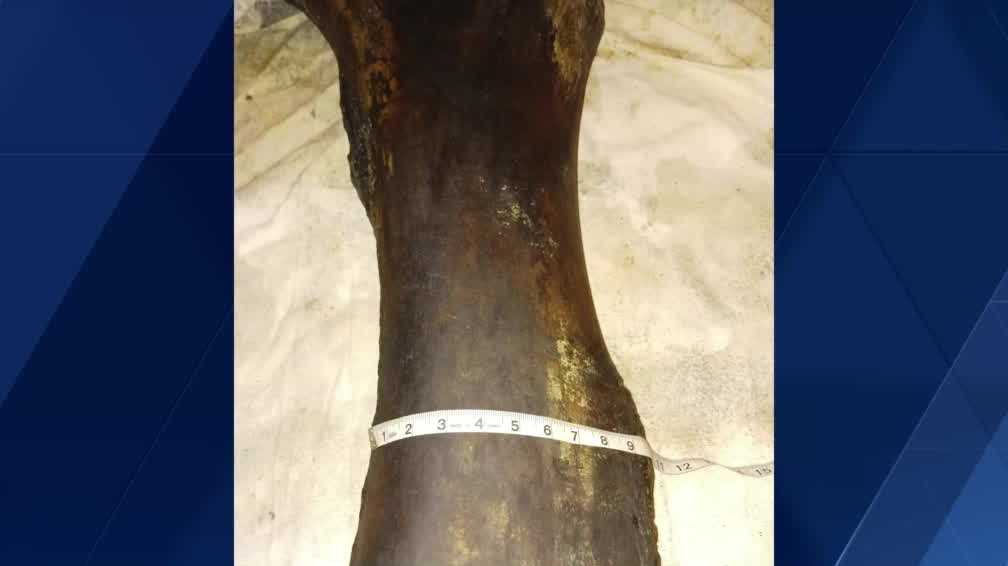 Iowa man discovers mastodon animal bone while exploring creek