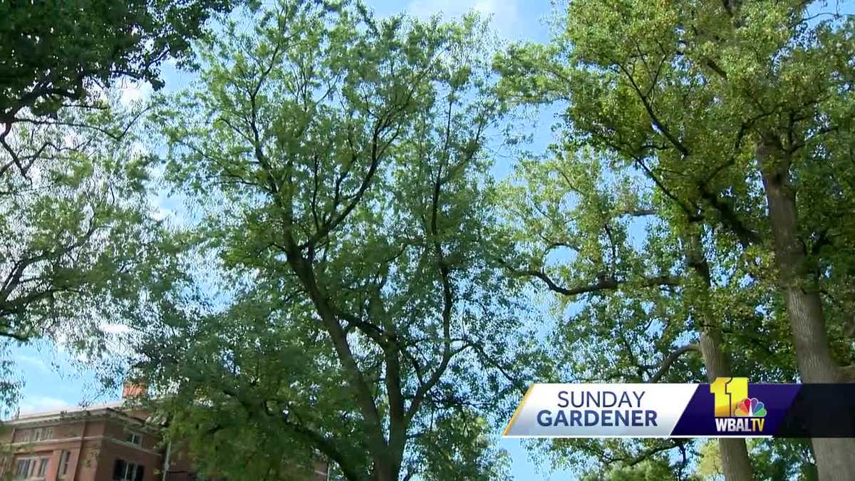Sunday Gardener: Native tree species in the Maryland ecosystem