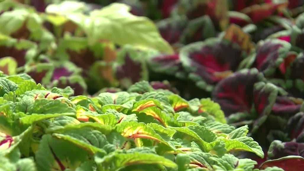 Start a spring garden now