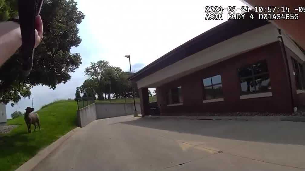 Day 4: Water buffalo still loose in Pleasant Hill, Iowa; body cam ...