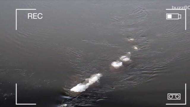 Loch Ness Monster in Alaska?