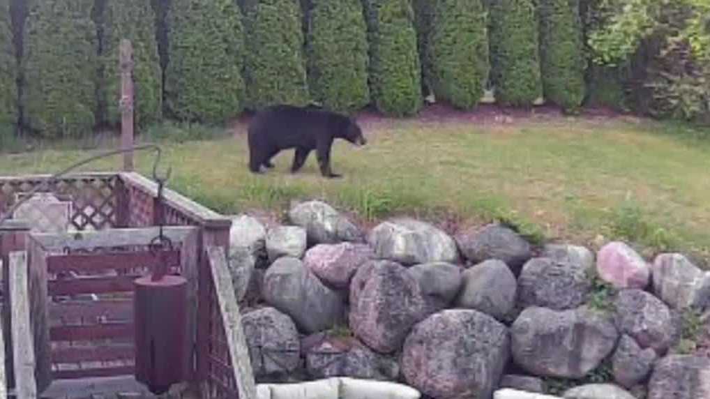 'Do you see that?' Bear spotted in Slinger neighborhood - WISN