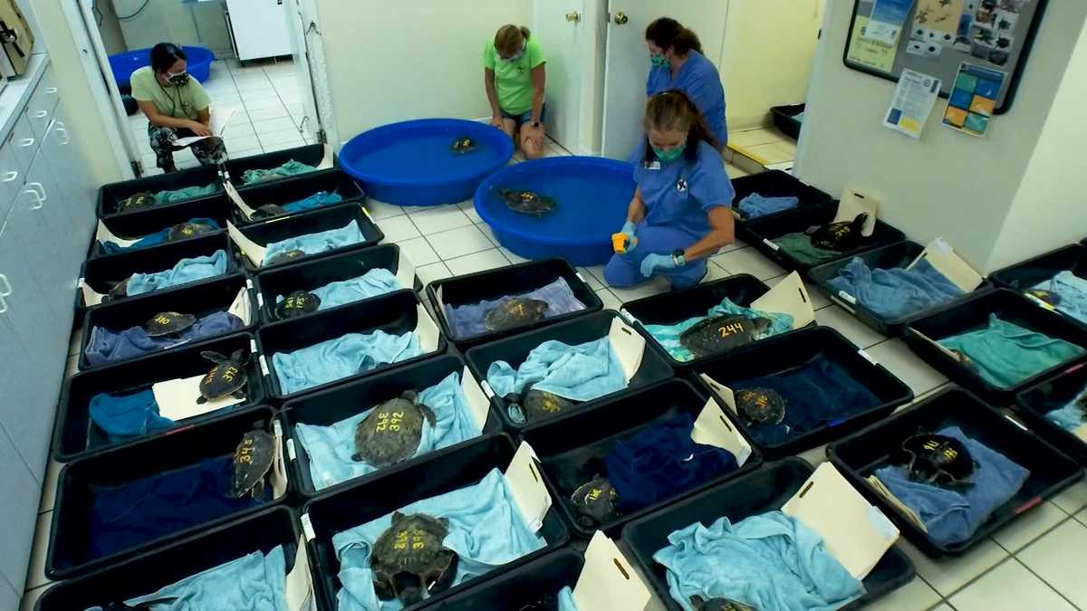 40 endangered sea turtles were brought to Florida to warm up after ...