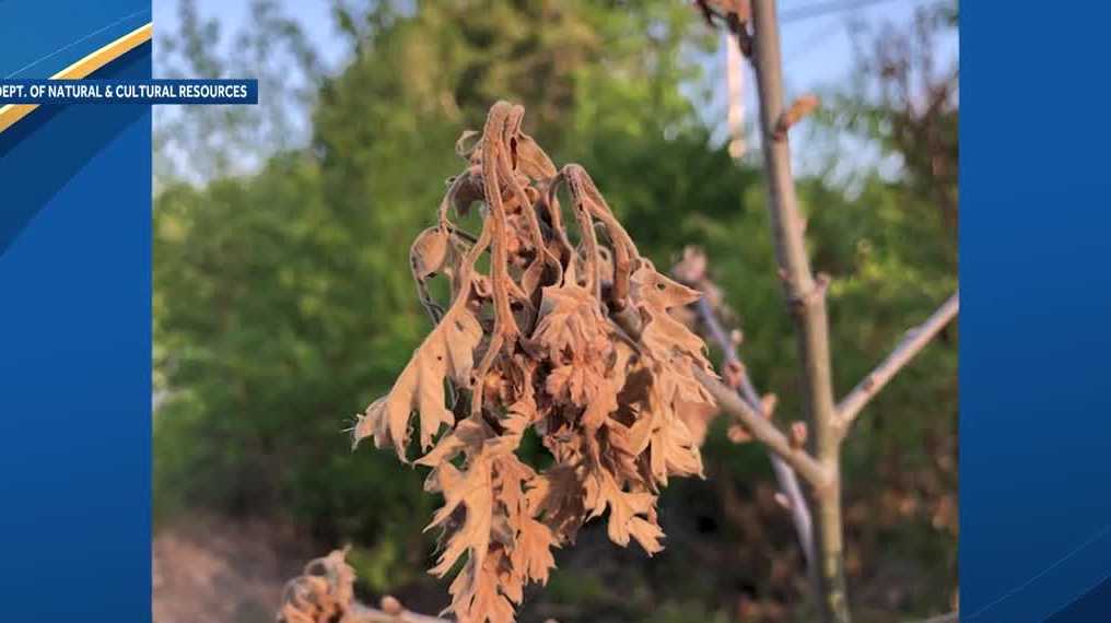 Apple trees devastated by recent frost in southern NH
