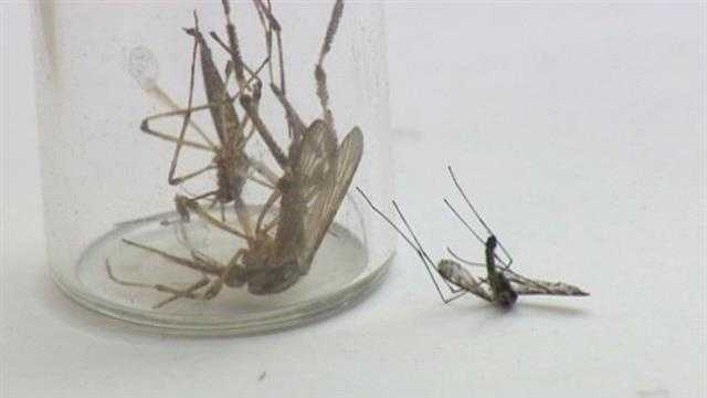 Gallinipper mosquito so big 'it practically breaks your arm'