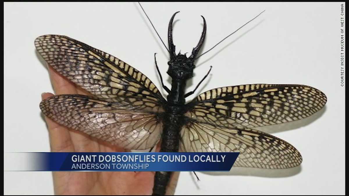 New insect in China breaks world record