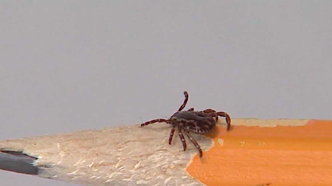 Bacteria that causes Lyme Disease detected in NE ticks