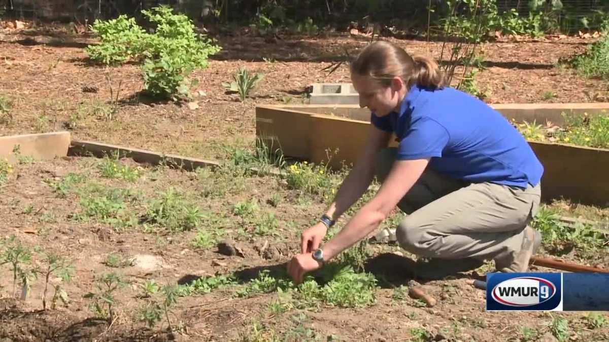 Tips on how to weed your garden