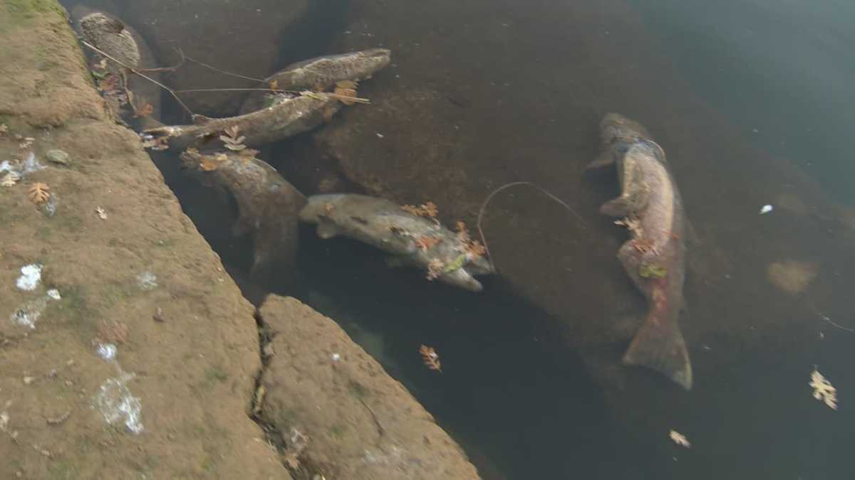 Smelly problem on American River made worse by lack of rain