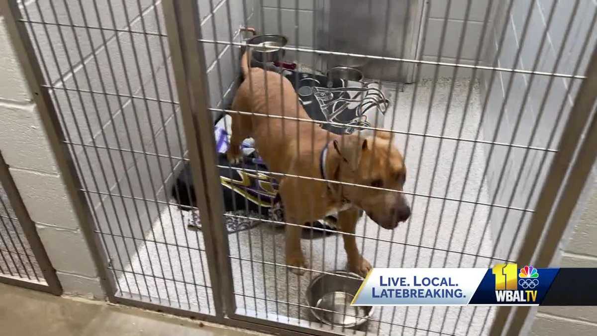 Man pleads guilty to animal cruelty after 83 dogs seized