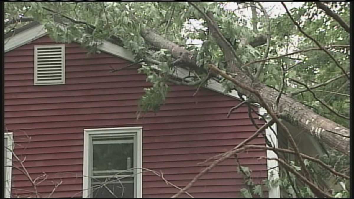 Tipped-over trees show storm's power