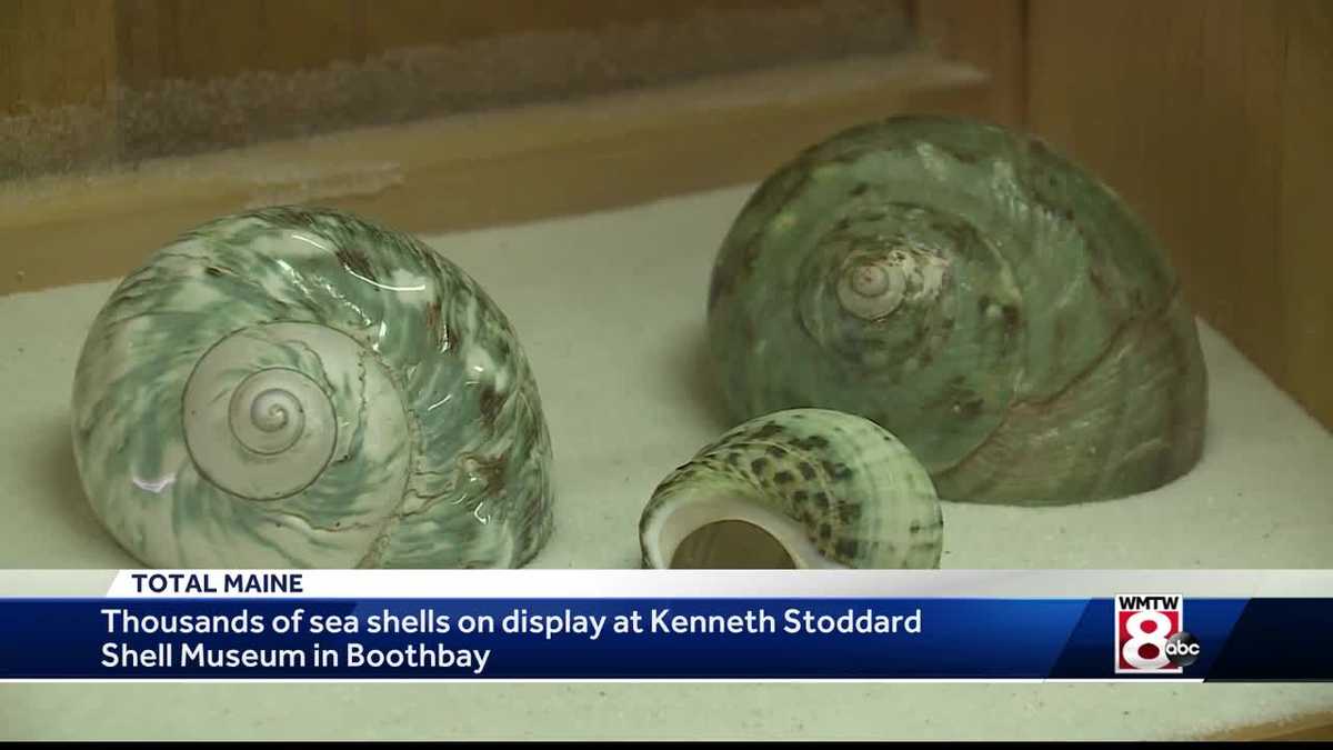 Thousands of sea shells on display at Kenneth Stoddard Shell Museum in ...