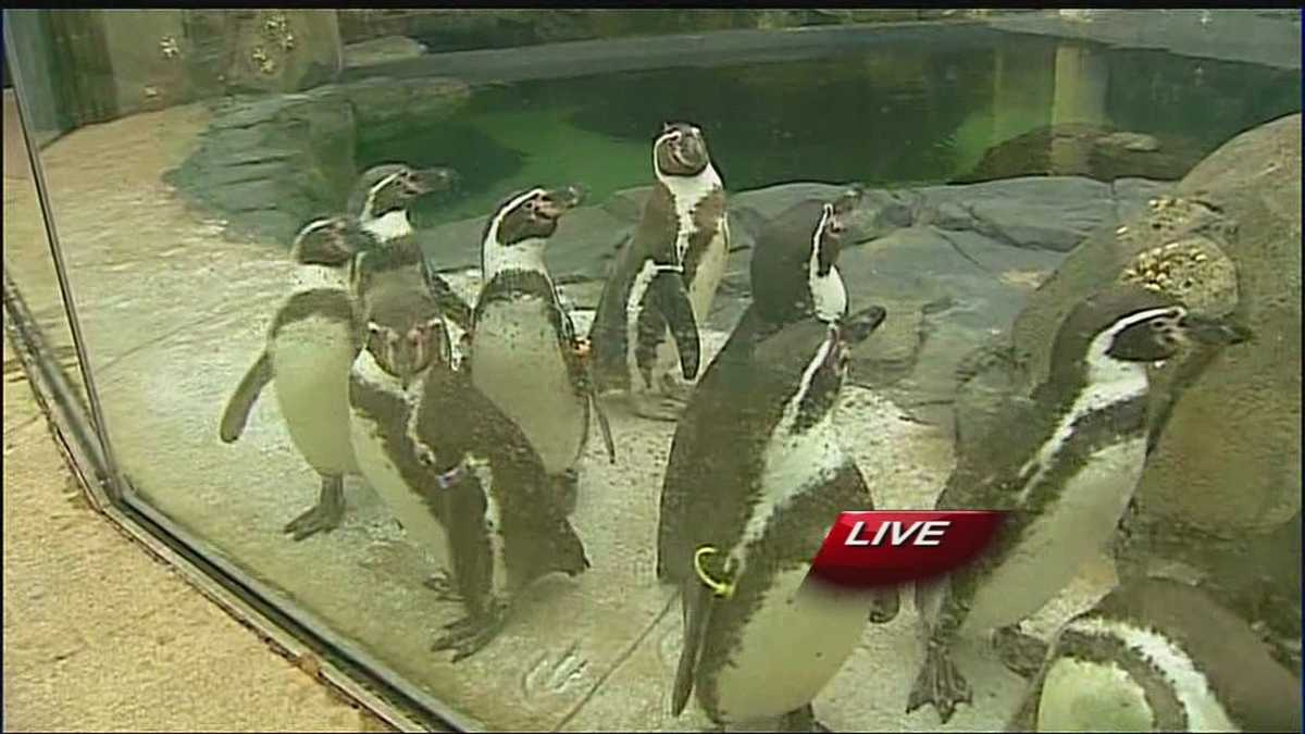 KC Zoo Free Today For Residents Of Jackson Clay Counties kc-zoo-free-today-for-residents-of-jackson-clay-counties