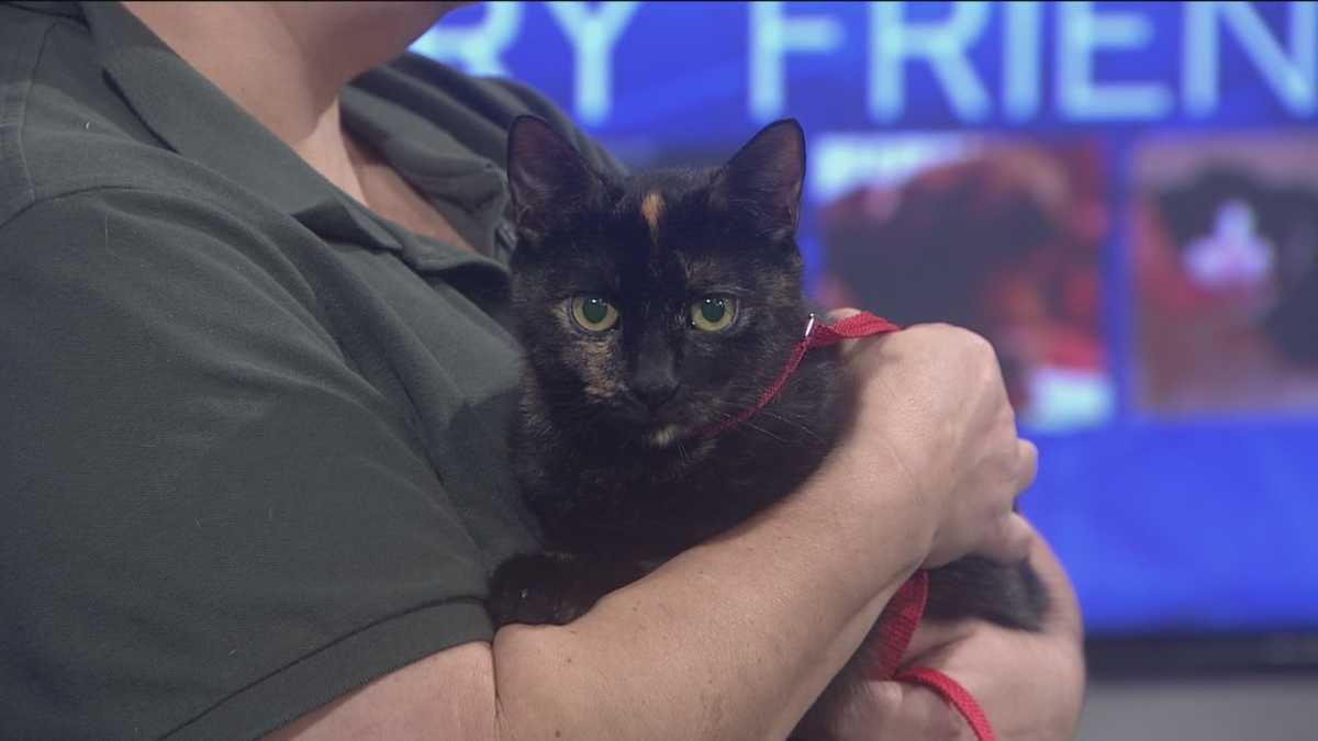 Furry Friend: Kit Kat the cat needs a home