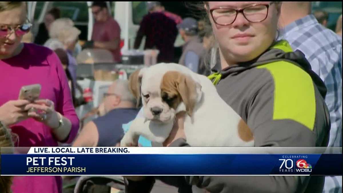 Furry friends adopted at Pet Fest