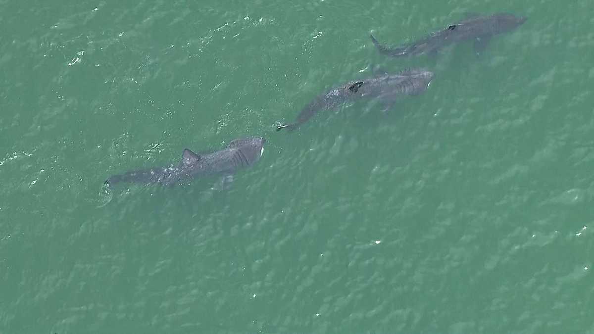 Basking sharks spotted feeding in Cape Cod Bay
