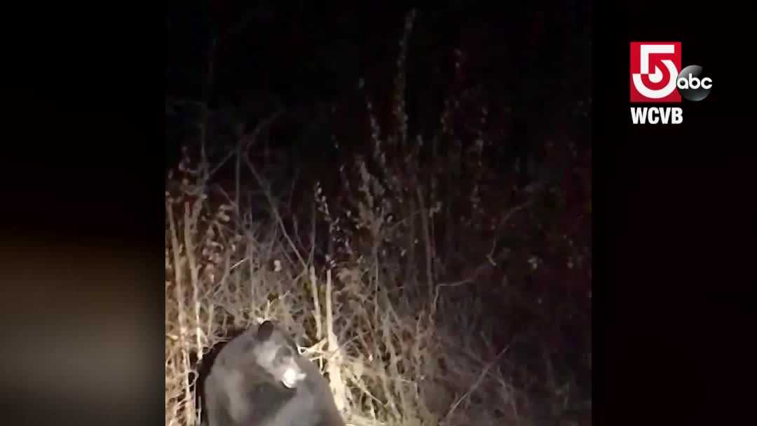Burlington bear spotted again