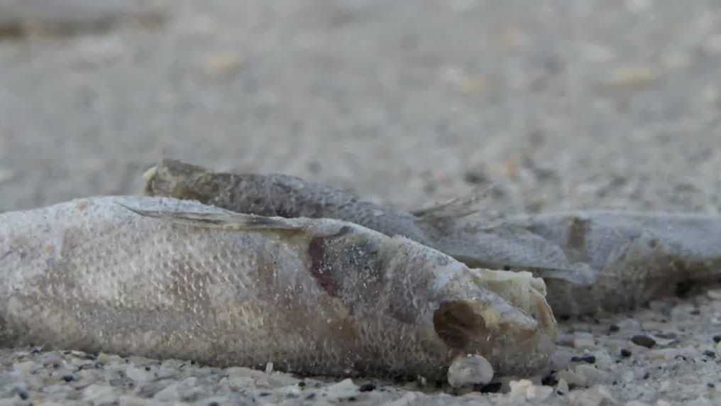 Hurricane Milton causes hundreds of dead fish to wash up on Southwest ...