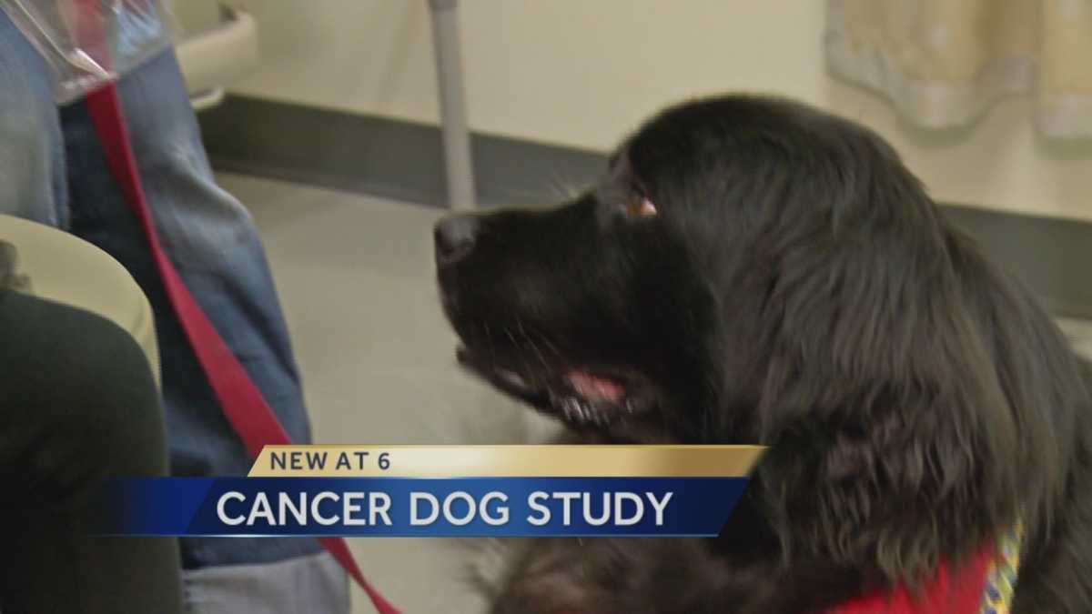 UC Davis Cancer Center studies effectiveness of dogs on patients