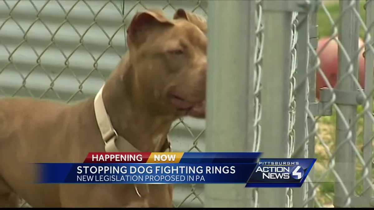 New legislation proposed in Pennsylvania to stop dog-fighting rings