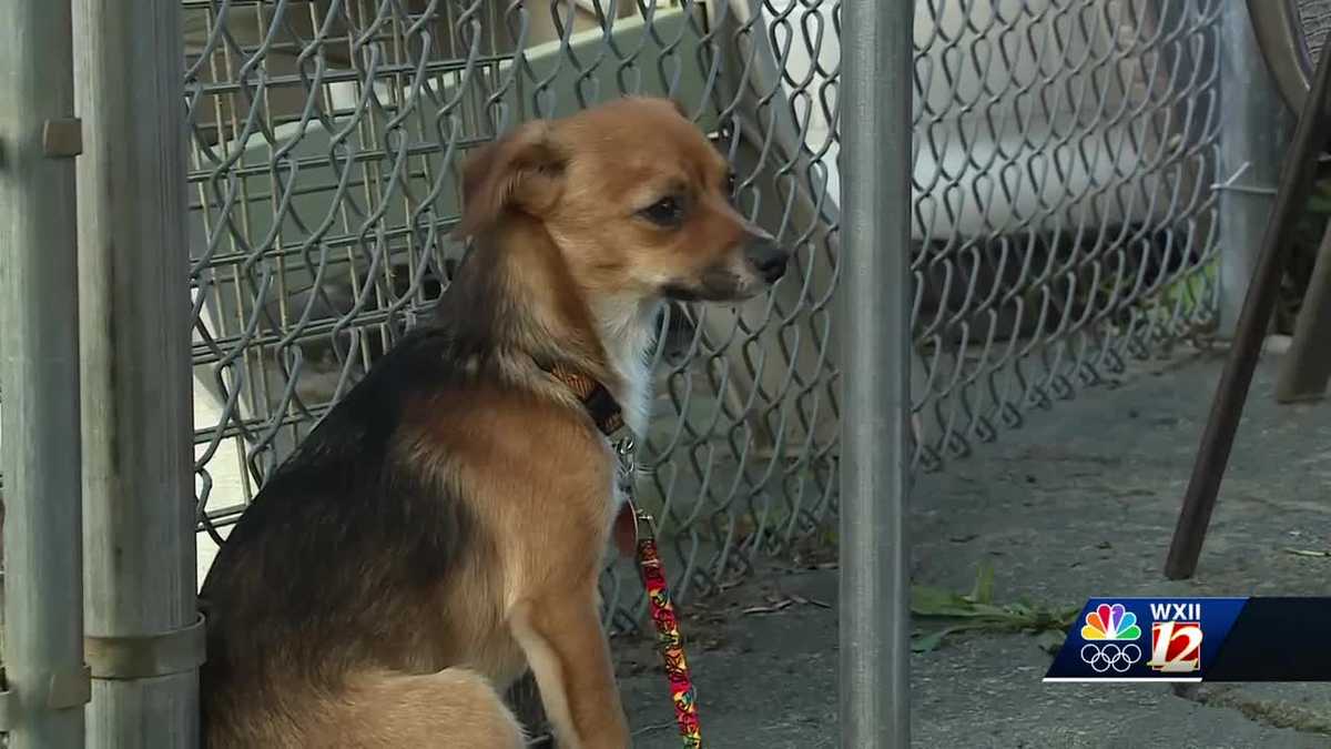 Greensboro rescue group housing several dogs following massive animal ...