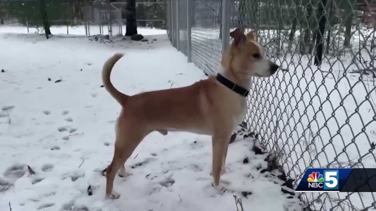 Pet Connection: Nov. 30, 2023