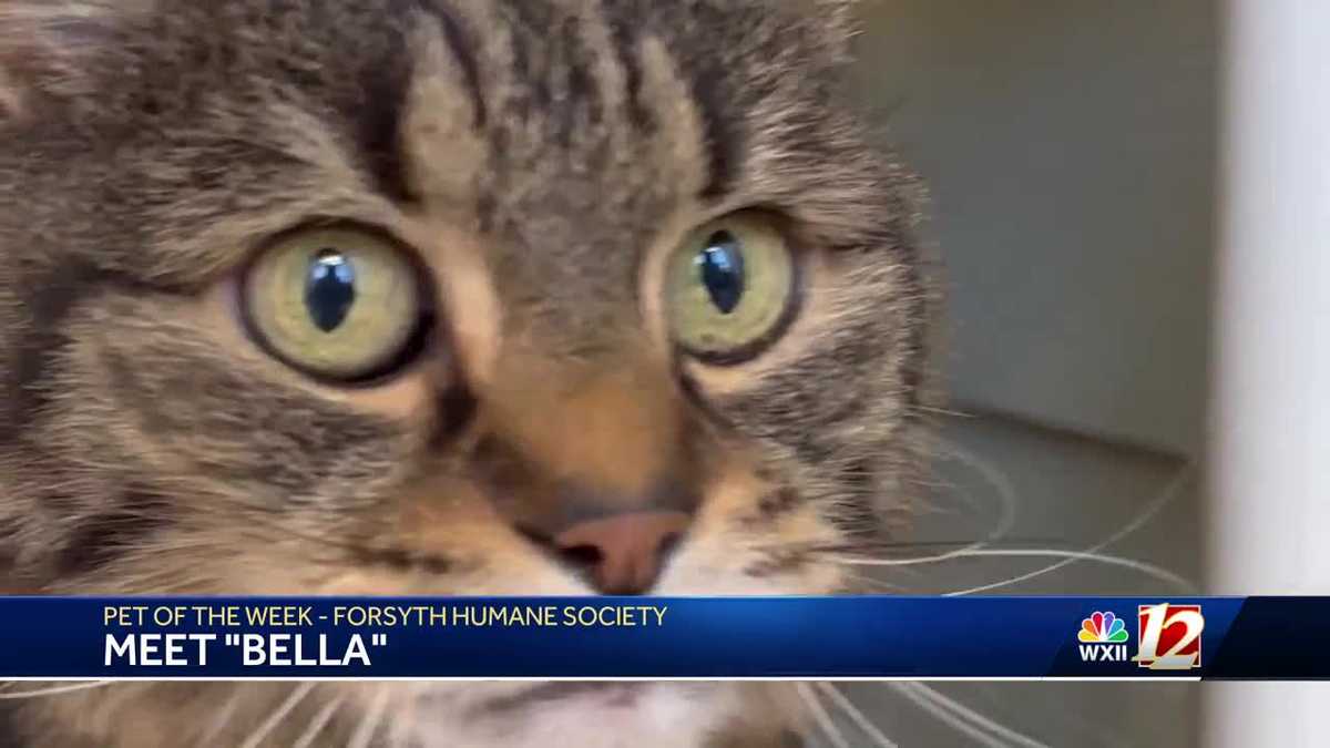 Pet of the Week: Meet Bella the cat who is very chatty and curious ...