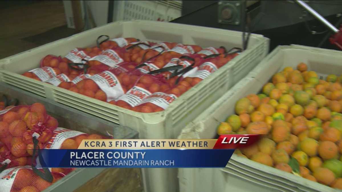 Early weather changes impact mandarin crops