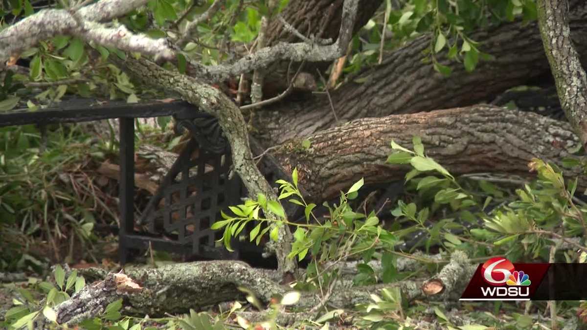 WDSU Investigates: Documents show arborist raised concerns with Jackson ...
