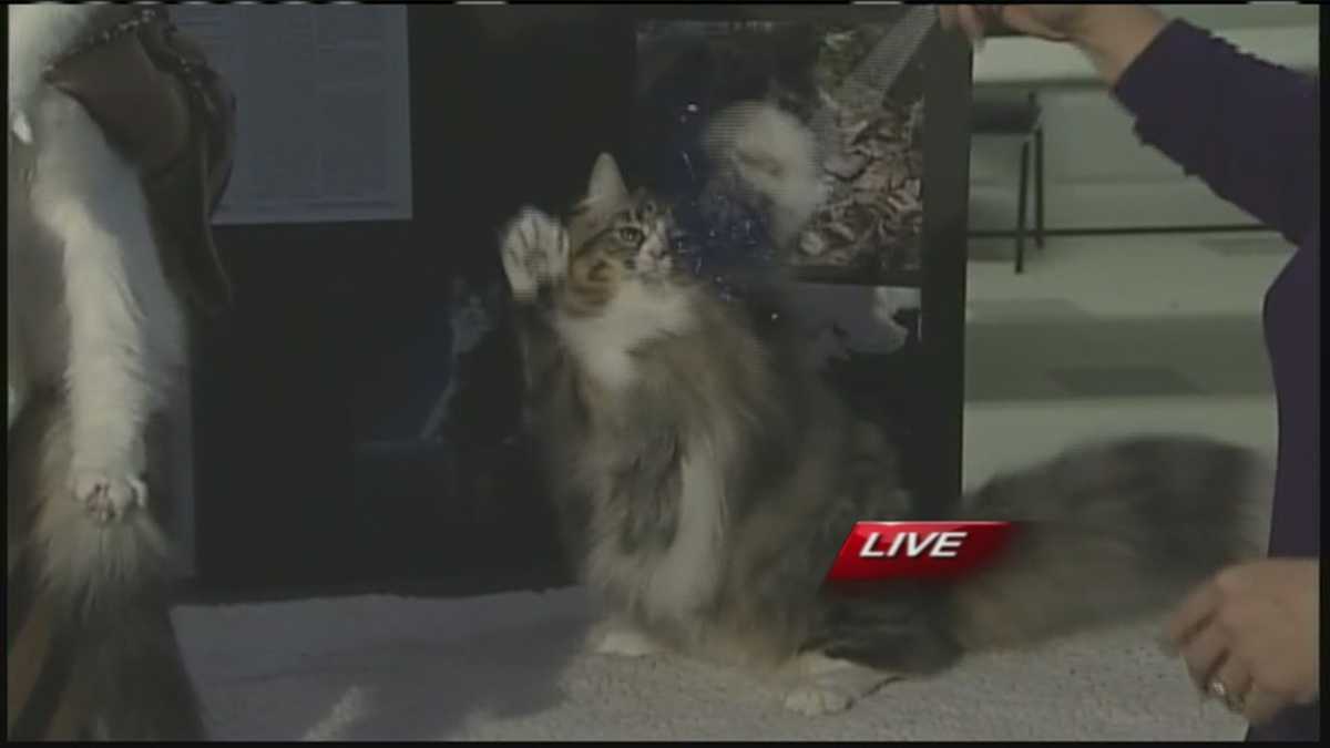 Cats romp around the Augusta Armory