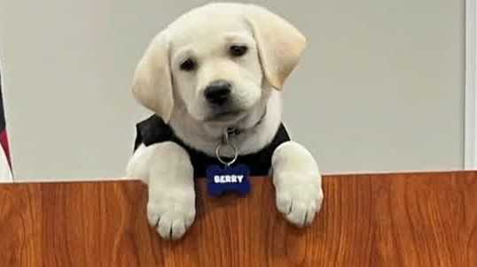 Amherst police welcome new comfort dog