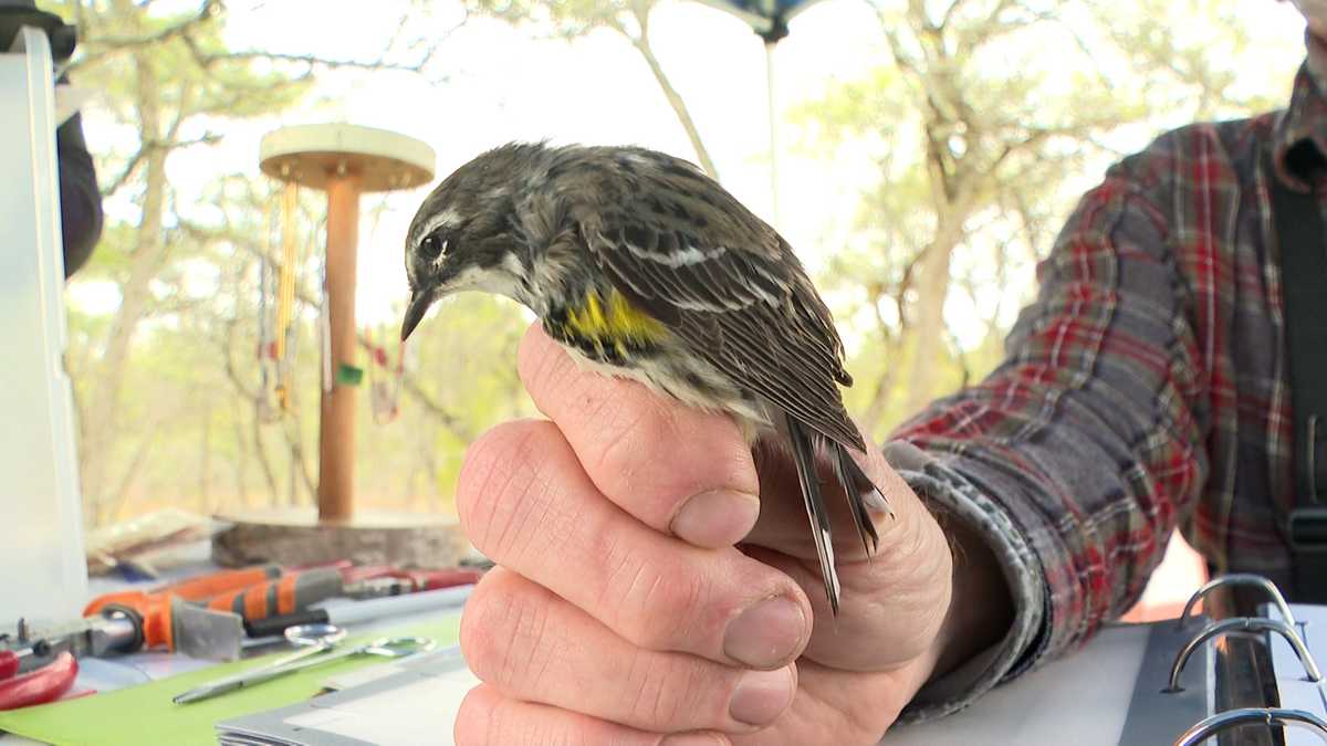 Volunteers Begin Tracking Bird Migration In The North Country