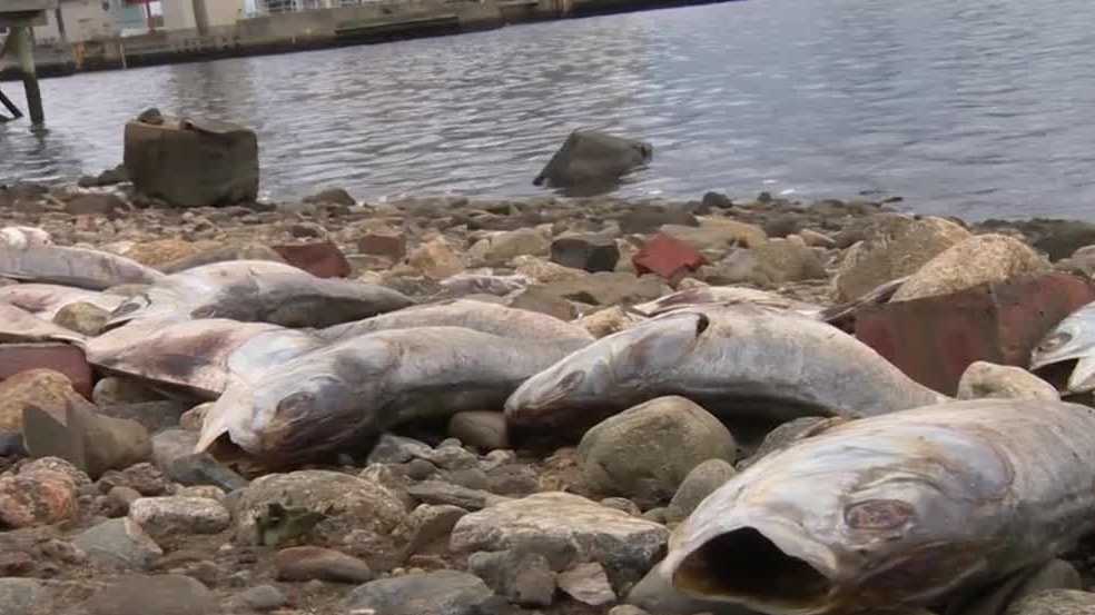 Here's why thousands of dead fish are stinking up one Everett neighborhood