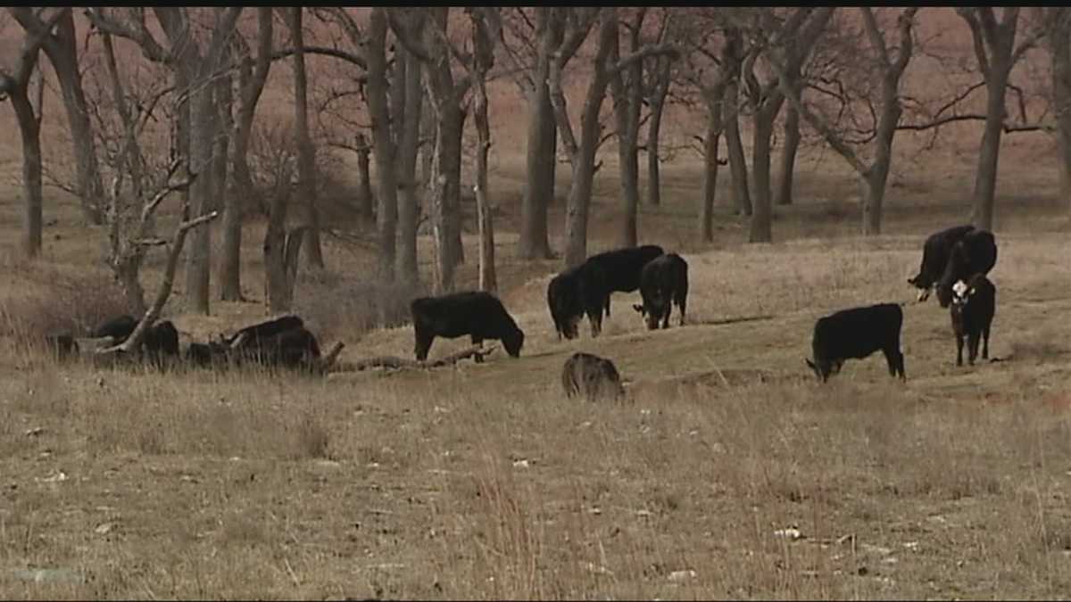 Cattle rustling ring busted in Oklahoma