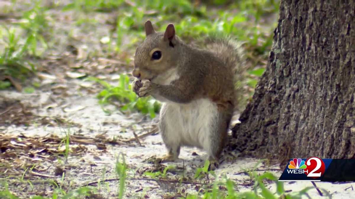 Orange County leaders: Stop feeding the squirrels