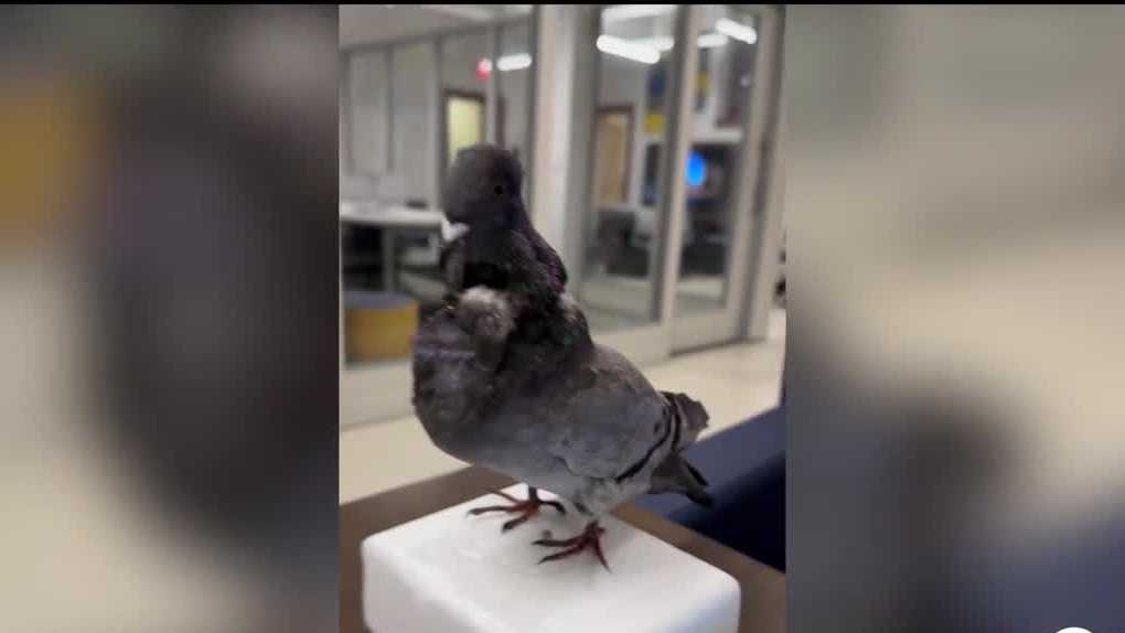 New Mexico Tech creates drones using real bird parts