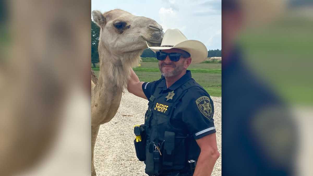 Sheriff's deputies in Mississippi led a camel back to enclosure