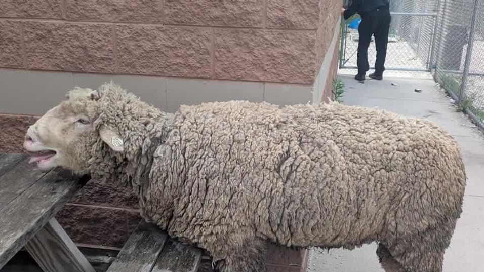 Milwaukee police corral runaway sheep on city's south side