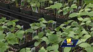 To plant or not to plant?