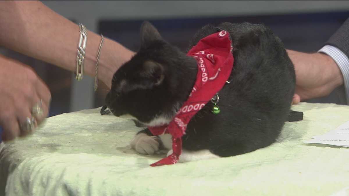 Furry Friend: Duke the cat needs a home