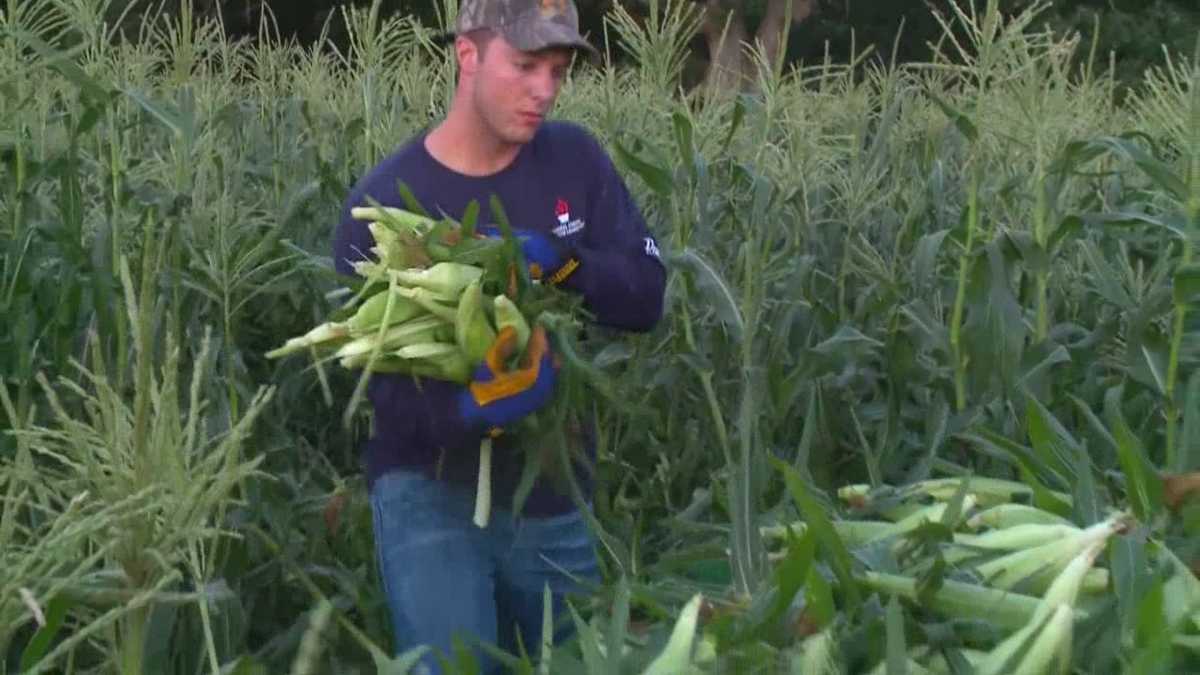 First batches of Iowa sweet corn ready to eat